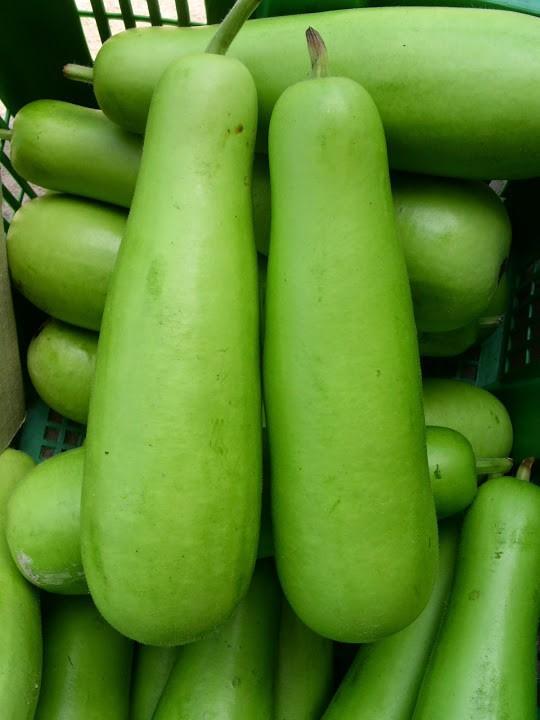 UPO SEEDS ( 20pcs ) - Bottle Gourd | Lazada PH