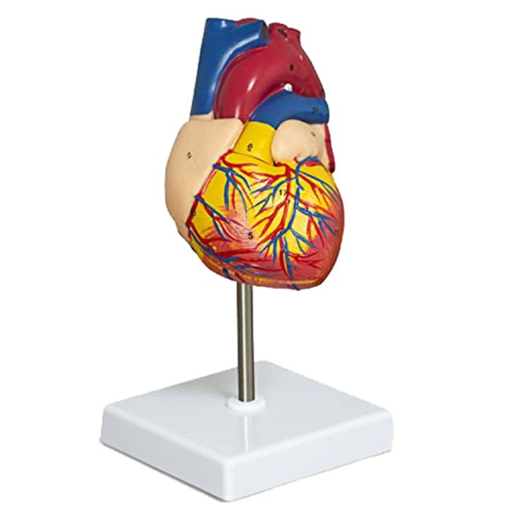 (OGCP) Heart Model 2-Part Deluxe Life-Size Human Heart Model Anatomy ...