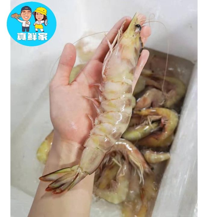 Fresh Local Tanjung Karang Sea Prawn No Chemical/No Overnight 新鲜本地明虾1kg ...