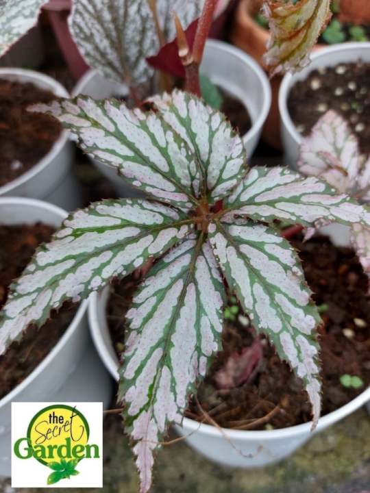 Begonia Angel Plum with FREE plastic pot, pebbles and garden soil (Semi ...