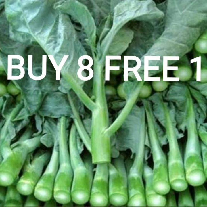 ♫Benih Baby Kailan Kailan Hong Kong 500pcs Seeds. | Lazada