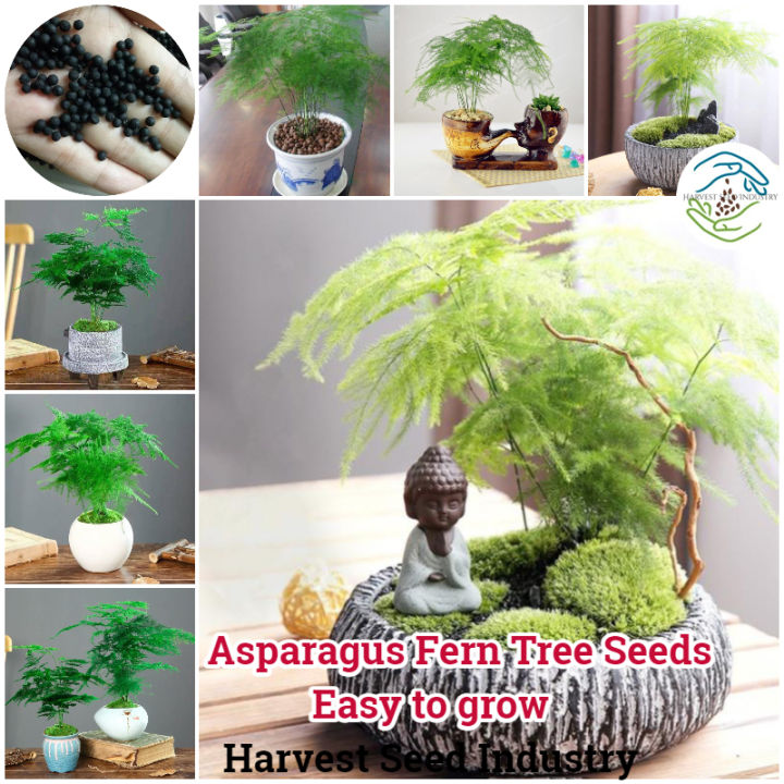 Easy To Grow丨Asparagus Fern Tree Seeds for Planting (50 Seeds/pack ...