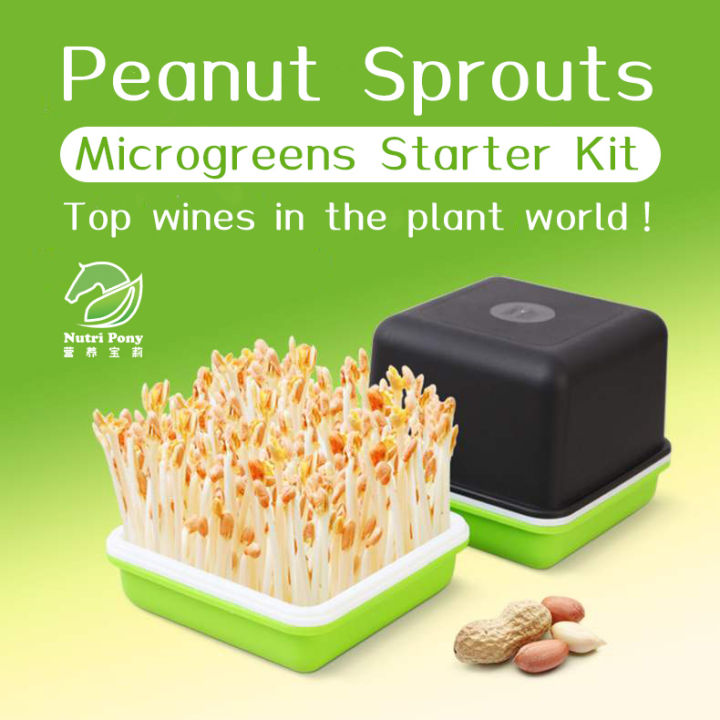 Hydroponics Peanut Sprouts Planting Box Starter Kit Kacang Tanah Taugeh ...