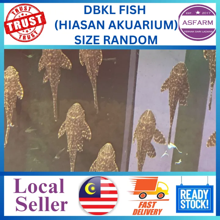 DBKL Fish | Lazada: Buy sell online Decorations with cheap price | Lazada
