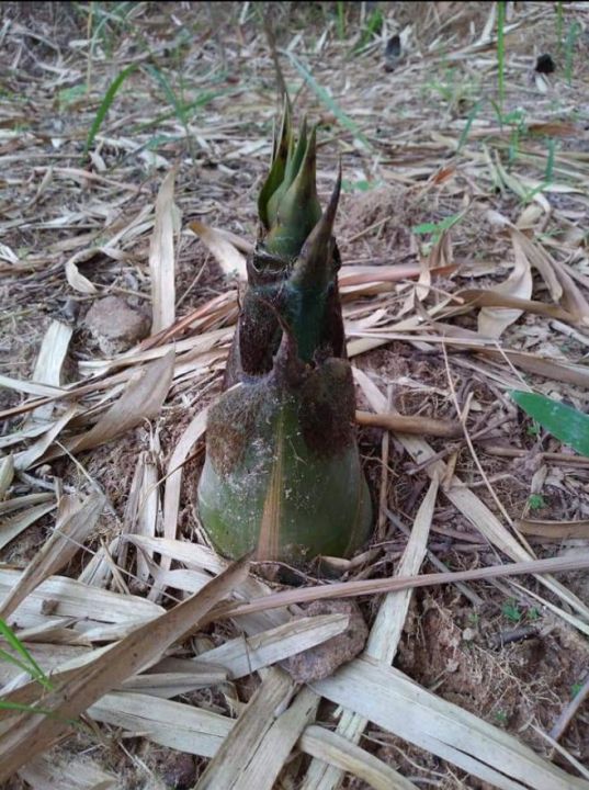 rebung bambu kuning segar 1 kg | Lazada Indonesia
