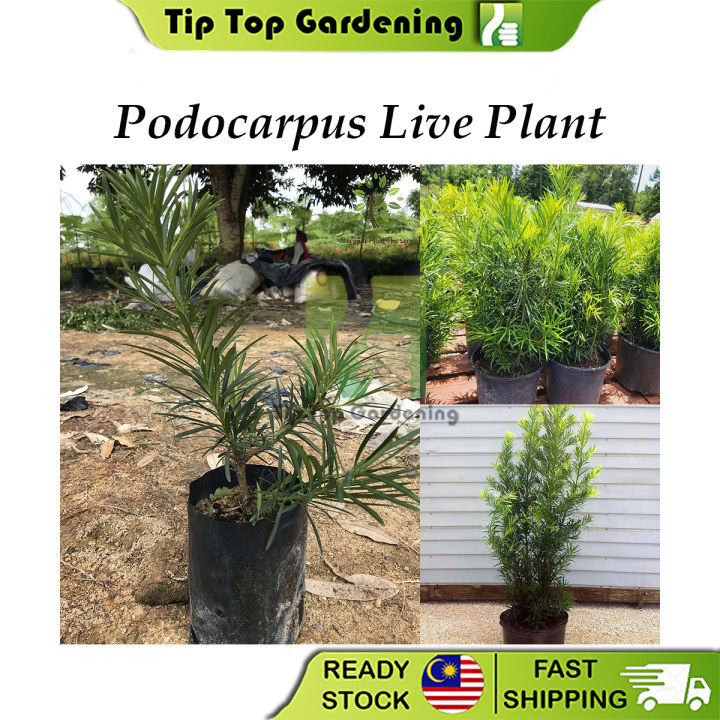 Anak Pokok Podocarpus Untuk Ditanam Pokok Hidup Real Live Plant ...