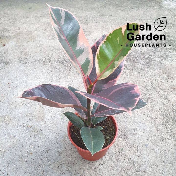 Ficus Elastica Ruby / Rubber Tree 150mm Pot Indoor Live Plant Pokok ...