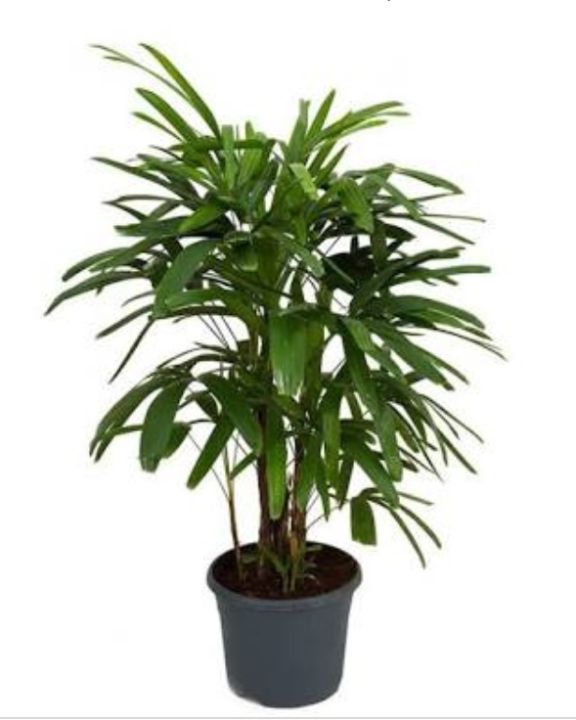 Tanaman hias palem waregu-Palem regu | Lazada Indonesia