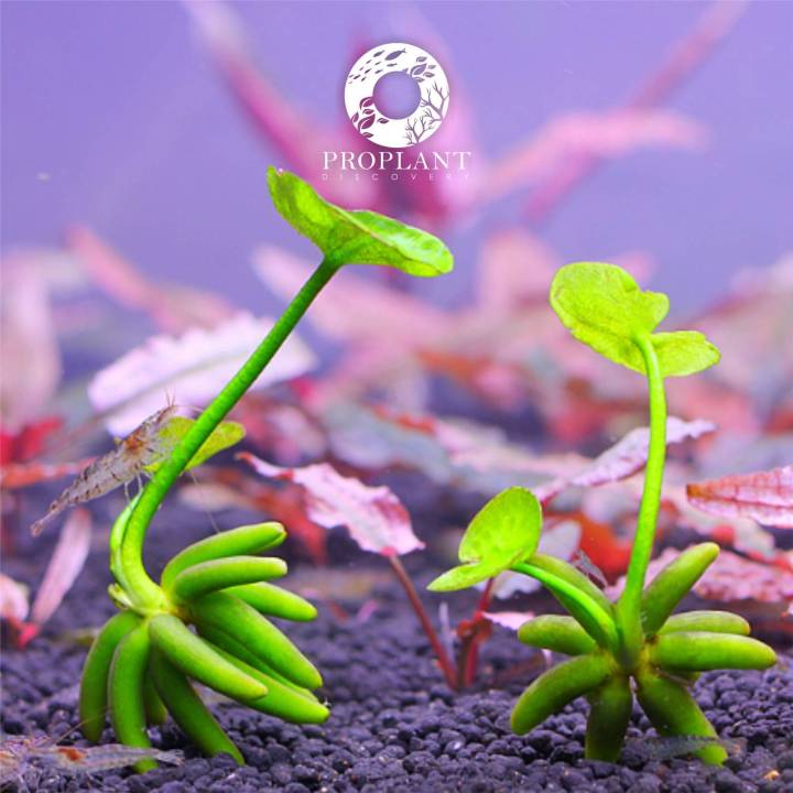 🔥Banana Lily Plant🔥 Low Tech Plant / Aquarium / Aquascape / Paludarium ...