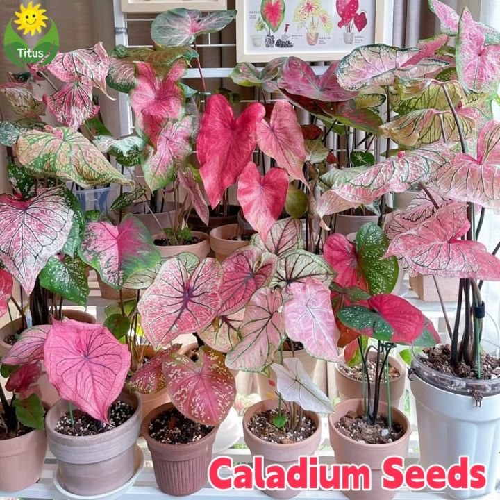 100% Original Assorted Caladium Seeds for Sale (100pcs - Mixed Color ...