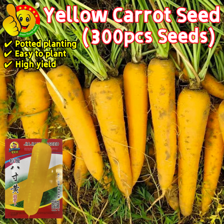 100% Original Yellow Carrot Seeds for Sale (Fresh 300pcs Seeds) Organic ...