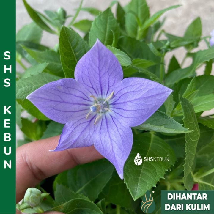 Pokok Bunga Platycodon grandiflorus Chinese Bellflower Ballon Flower ...
