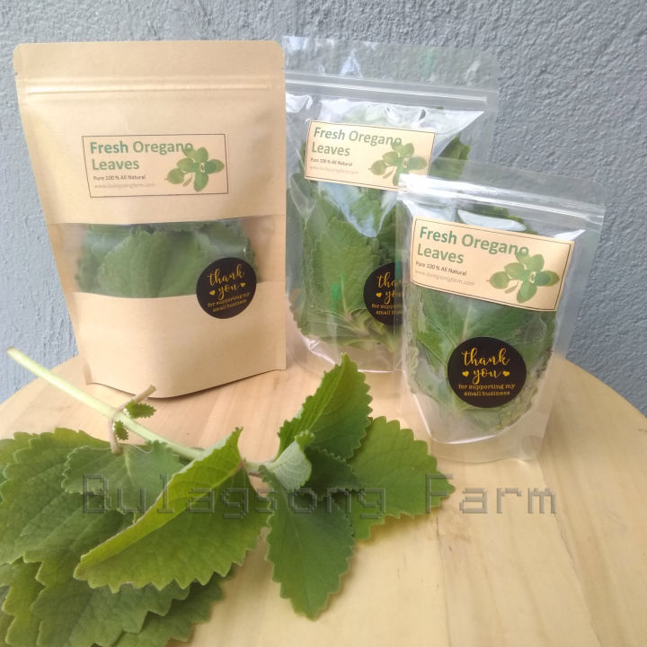 Fresh Oregano Leaves (Freshly pick upon order) 10pcs /20pcs/ 50pcs ...