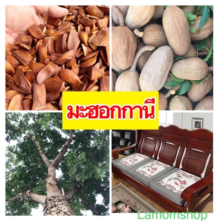 ⚡️ถูกที่สุด⚡️เมล็ดพันธ์ุ มะฮอกกานี Mahogany เมล็ดใหม่พร้อมส่ง มีแถมทุก ...