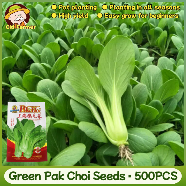 100% Original Fresh Green Pakchoi Seeds Chinese Pechay Seeds for ...