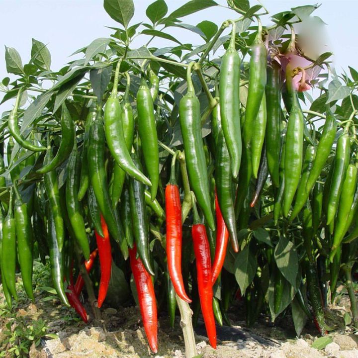 M&A 500pcs Long Pepper Seeds Special Spicy Four Seasons Potted ...