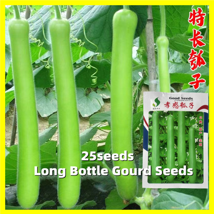 Hybrid Long Bottle Gourd Plant Seeds - 25 Seeds Native Big Long Upo ...