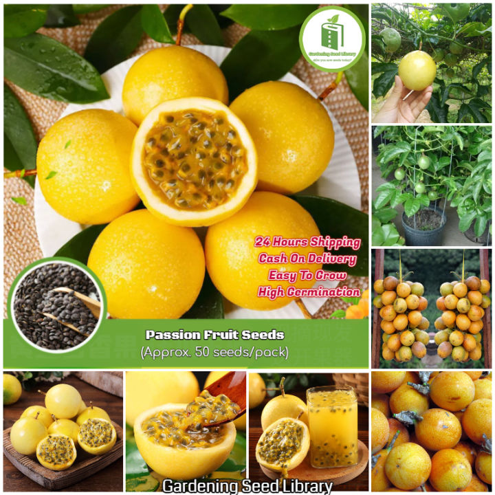 Easy to grow丨50pcs Rare Passion Fruit Seeds of Planting丨Climbing Vine ...