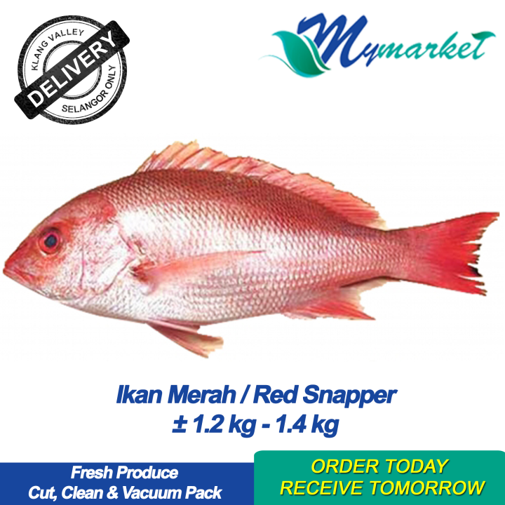 [Delivery Klang Valley] Ikan Merah (Red Snapper) 1 Ekor ±1.2kg - ±1.4kg ...
