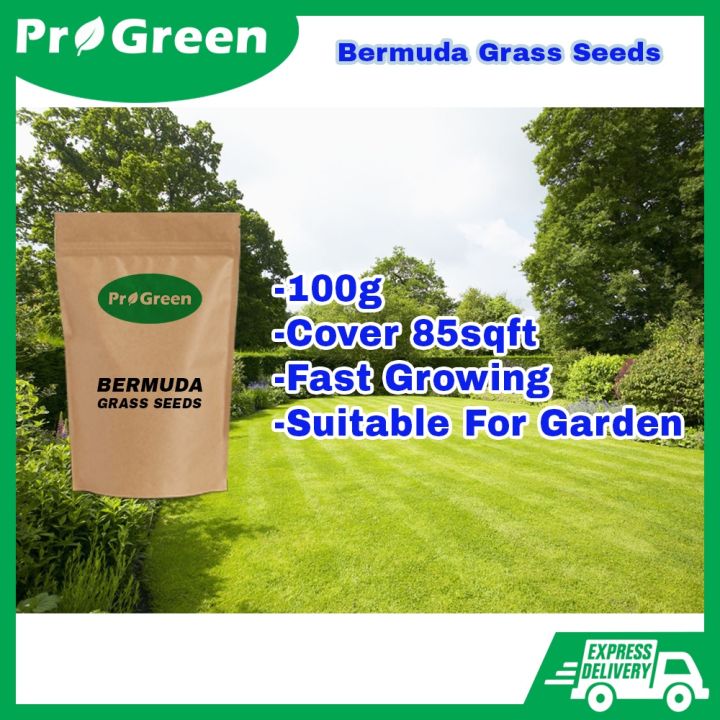 ☃Bermuda Grass Seeds Biji Benih Rumput Garden Grass Seed Benih Rumput ...