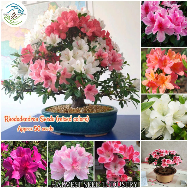 Philippines Ready Stock Mixed Color Rhododendron Seeds Azalea Plant ...