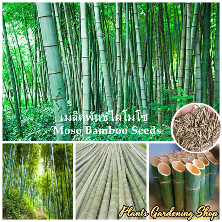 Malaysia Ready Stock 30pcs Moso Bamboo Seeds Phyllostachys seeds ...