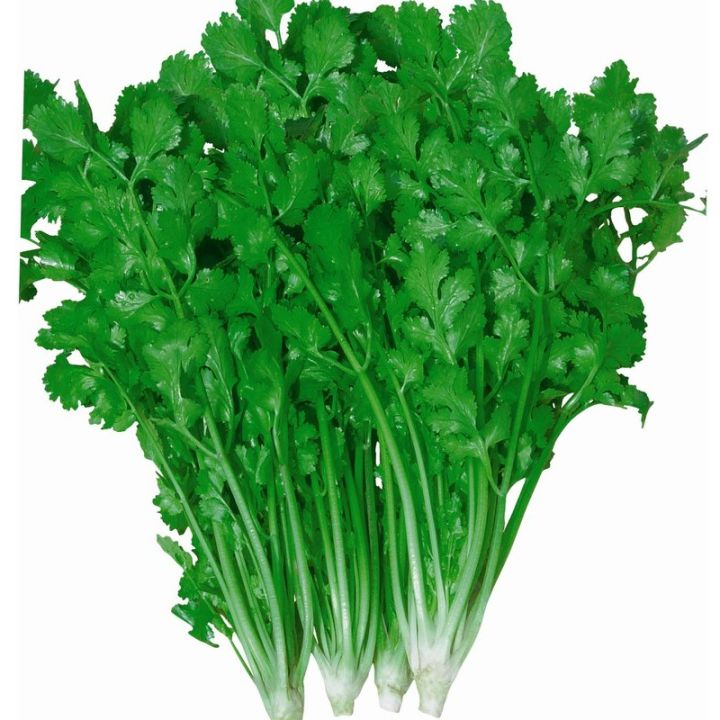 Coriander Wansoy Cilantro /Seeds 500pcs | Lazada PH