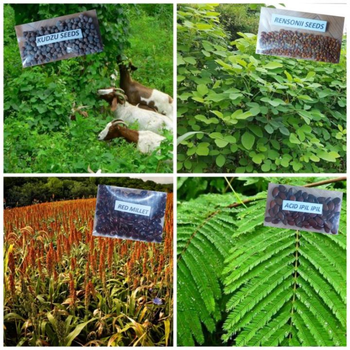 Livestocks Forage Grass Seeds Maramais, Rensonii, Kudzu, Alfalfa ...