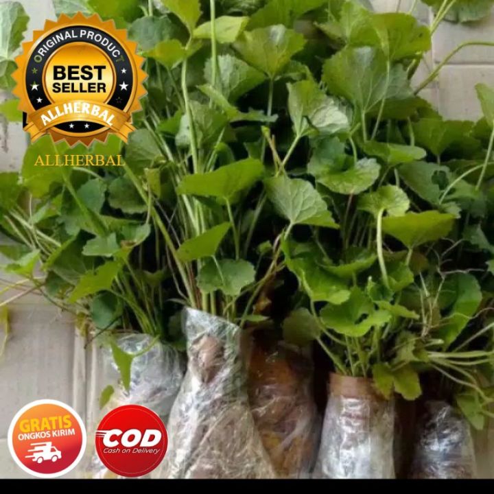 Daun antanan atau pegagan ready stok' | Lazada Indonesia