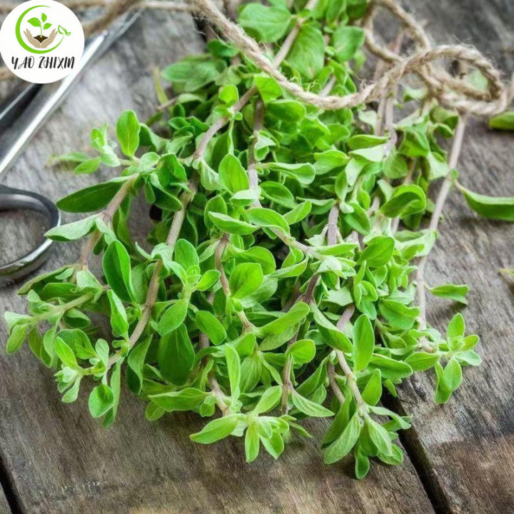 OREGANO Greek 100 Seeds Herbs And Spices Gardening | Lazada PH