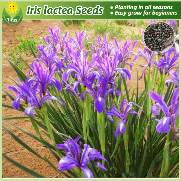 100% Legit Iris lactea Plant Seeds Horse Orchid Flower Seeds for ...