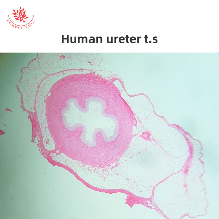 Histological Prepared Slides Urinary System Bladder Sec. Lab Specimens ...
