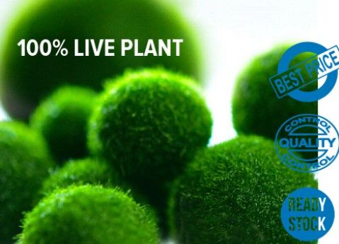 JAPAN IMPORT MARIMO / MOSS BALL / MOSS BALL PETS / LAKE BALL / NUTRIENT MARIMO | Lazada