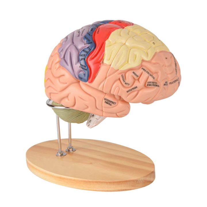 Human Brain Model for Neuroscience, Brain Anatomy Model Brain ...