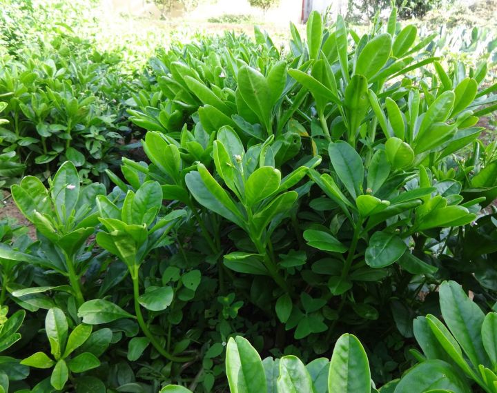 TALILONG SEED`S " PHILIPPINE SPINACH" | Lazada PH