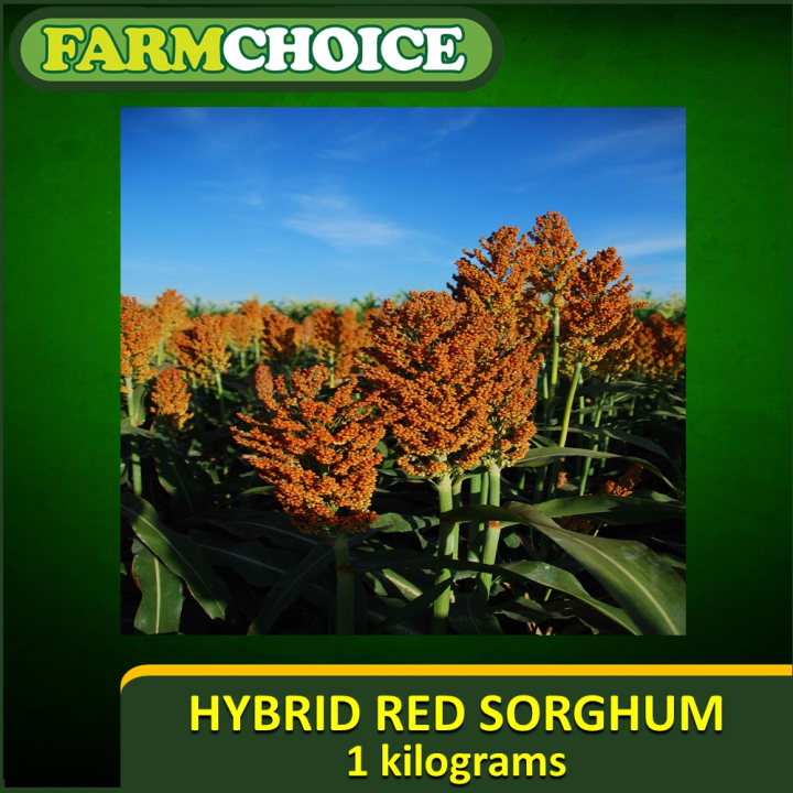 Hybrid RED SORGHUM SEEDS (High Yield Variety) 1 Kilo - For Planting and ...