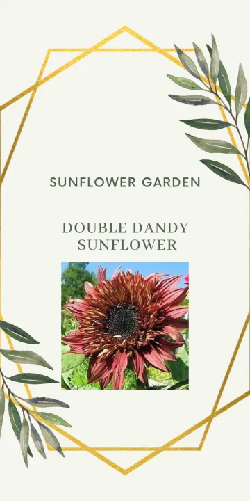 Double Dandy Sunflower (10 seeds) | Lazada