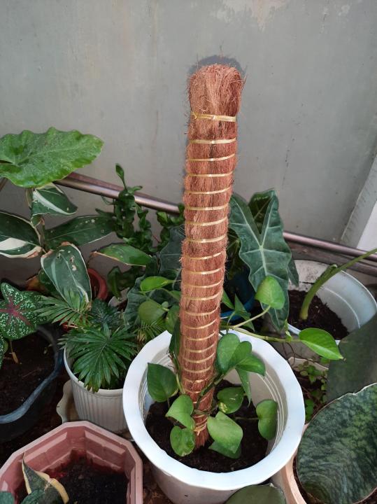 coco pole / coconut fiber plant support | Lazada PH