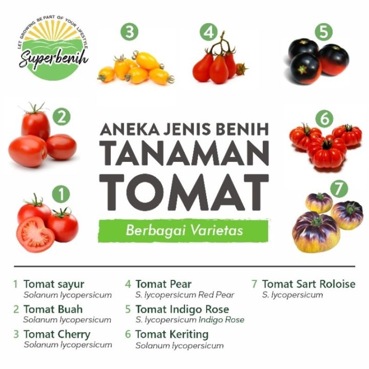 Aneka Benih TOMAT, Tomat Cherry, Tomat Pear, Tomat Sayur, Tomat Buah, Tomat Keriting, Tomat ...