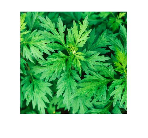 Mugwort Artemisia argyi wormwood Jeramin halau Nyamuk Mosquito ...