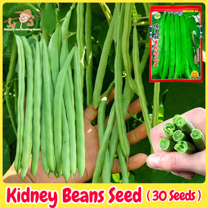 Fresh Organic Green Kidney Beans Seeds for Planting (30 Seeds) Biji ...
