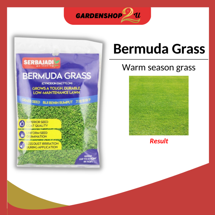 SERBAJADI【10g, 3500+- seeds】Bermuda Grass Seed / Carpet Grass Seeds ...
