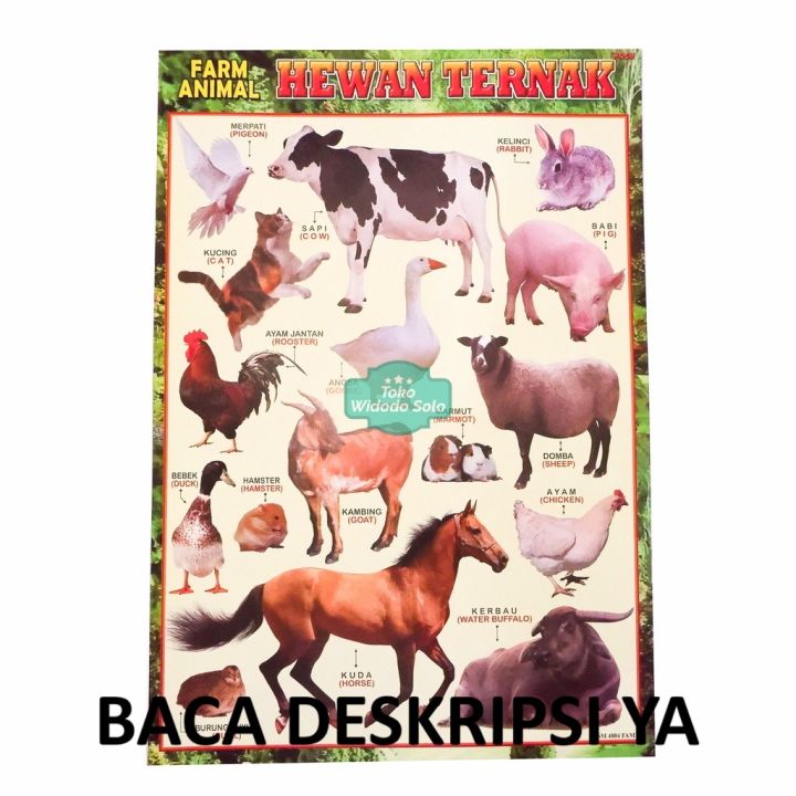 Poster Edukasi Hewan Ternak 35x50cm - 1 Lembar | Lazada Indonesia