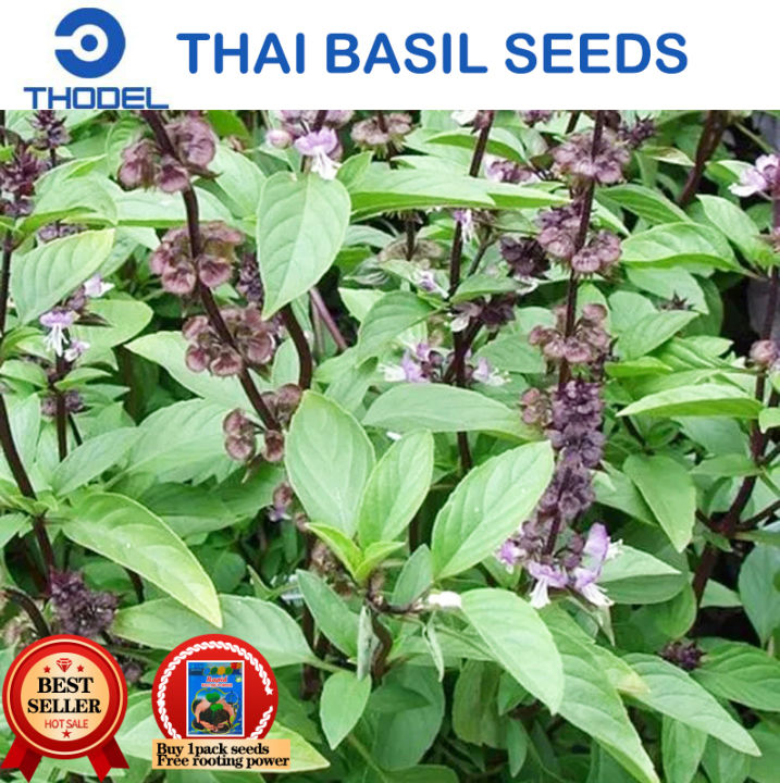THAI BASIL SEEDS Vegetable Seeds | Lazada PH