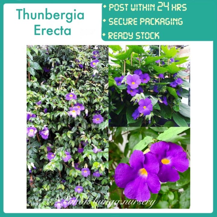 PBN - thunbergia erecta - pokok bunga nursery herbs herba climbing ...
