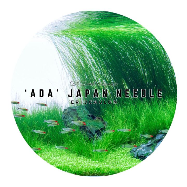 [Aquatic Plant] ADA Eriocaulon sp Japan Needle Leaf Rare Iwagumi Tank ...