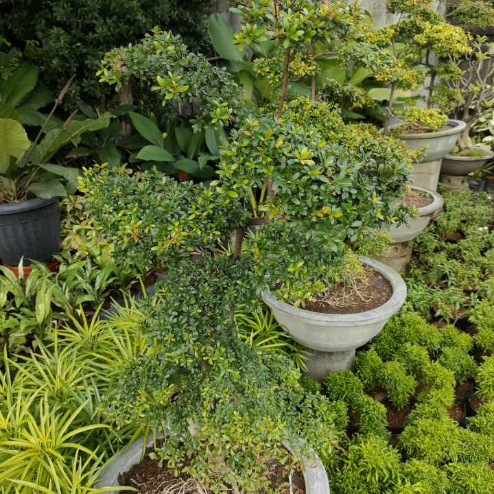 Bucida Plant -Japanese Barberry Plants-Real Plants-Live Plants | Lazada PH