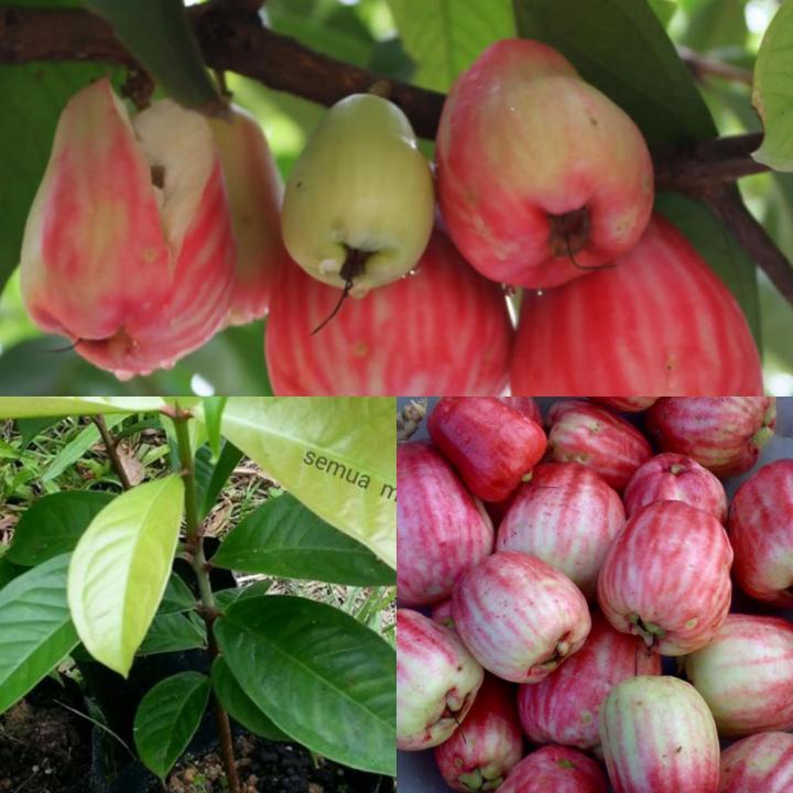 ANAK POKOK JAMBU BOL JAMBU KEPAL JAMBU KELING JAMBU MERAH | Lazada