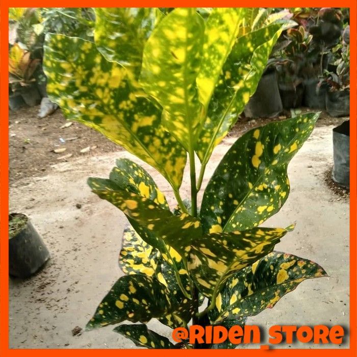 tanaman hias puring bintik kuning,pohon puring | Lazada Indonesia