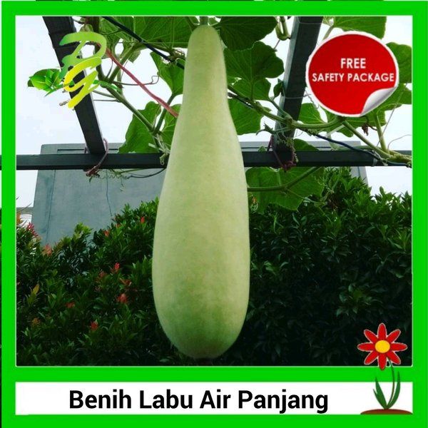 Benih Seribuan Labu Air Panjang | Lazada Indonesia